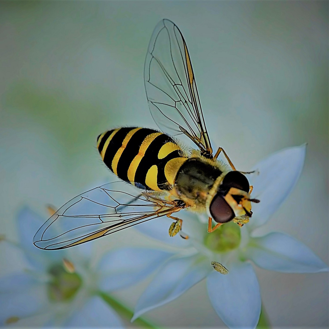 Schwebfliege Foto & Bild | tiere, wildlife, insekten Bilder auf ...