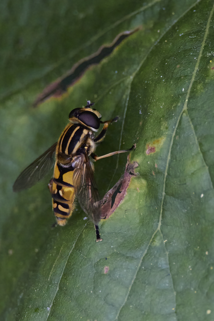 Schwebfliege Foto & Bild | natur, insekten, tiere Bilder auf fotocommunity