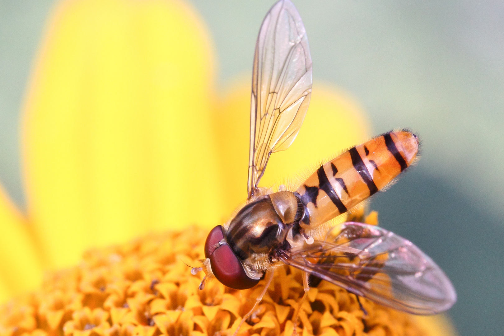 Schwebfliege Foto & Bild | tiere, wildlife, insekten Bilder auf ...