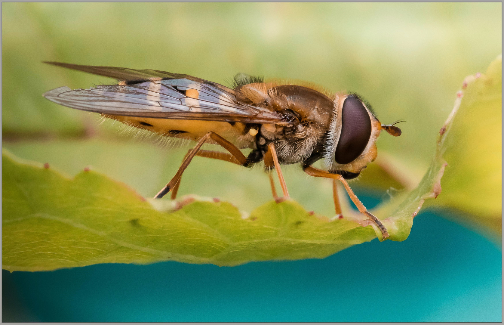 Schwebfliege ... Foto & Bild | makro, natur, macro Bilder auf fotocommunity