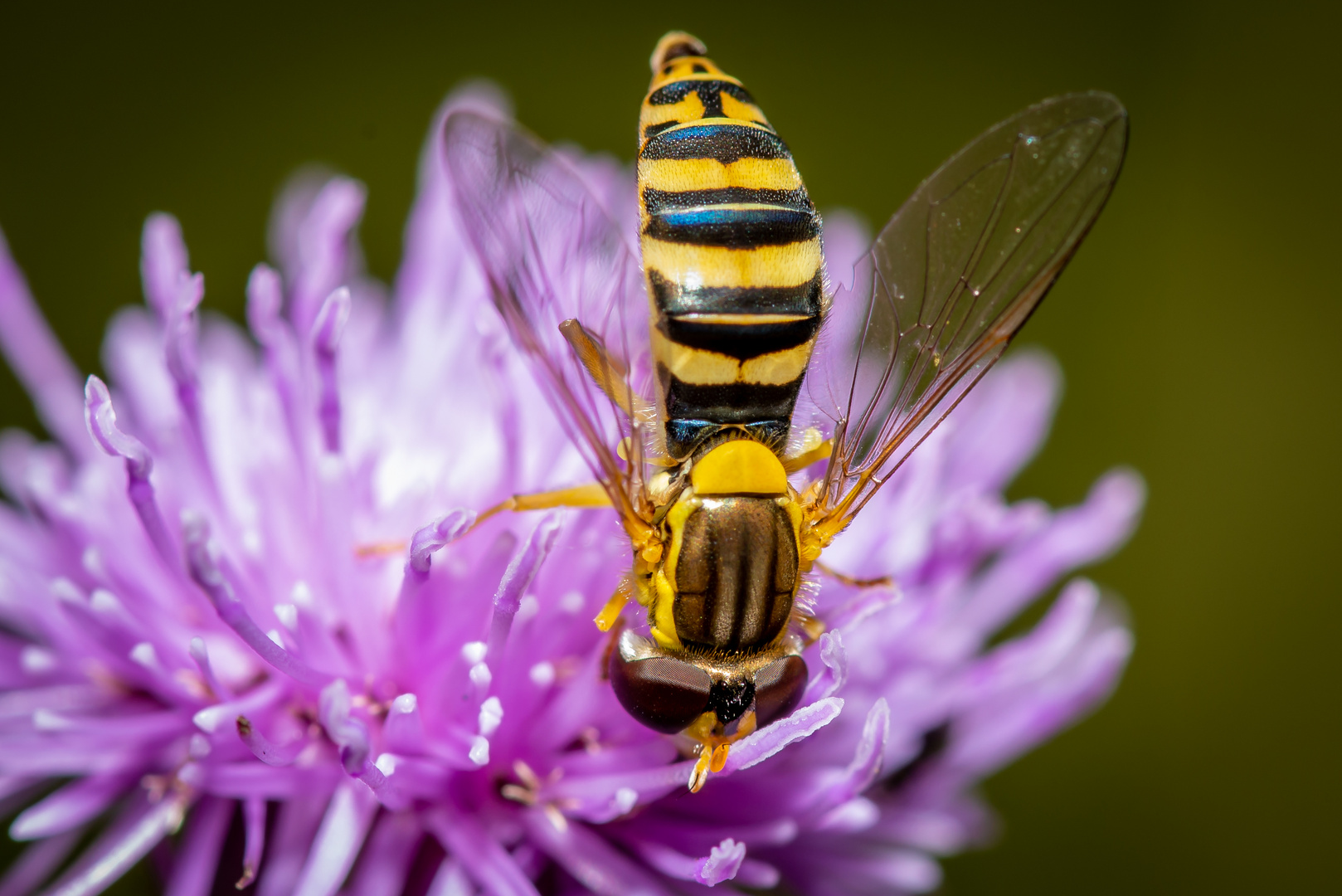 Schwebfliege Foto & Bild | tiere, wildlife, insekten Bilder auf ...