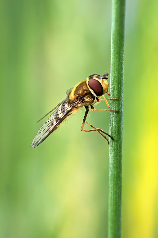 Schwebfliege Foto & Bild | tiere, wildlife, insekten Bilder auf ...