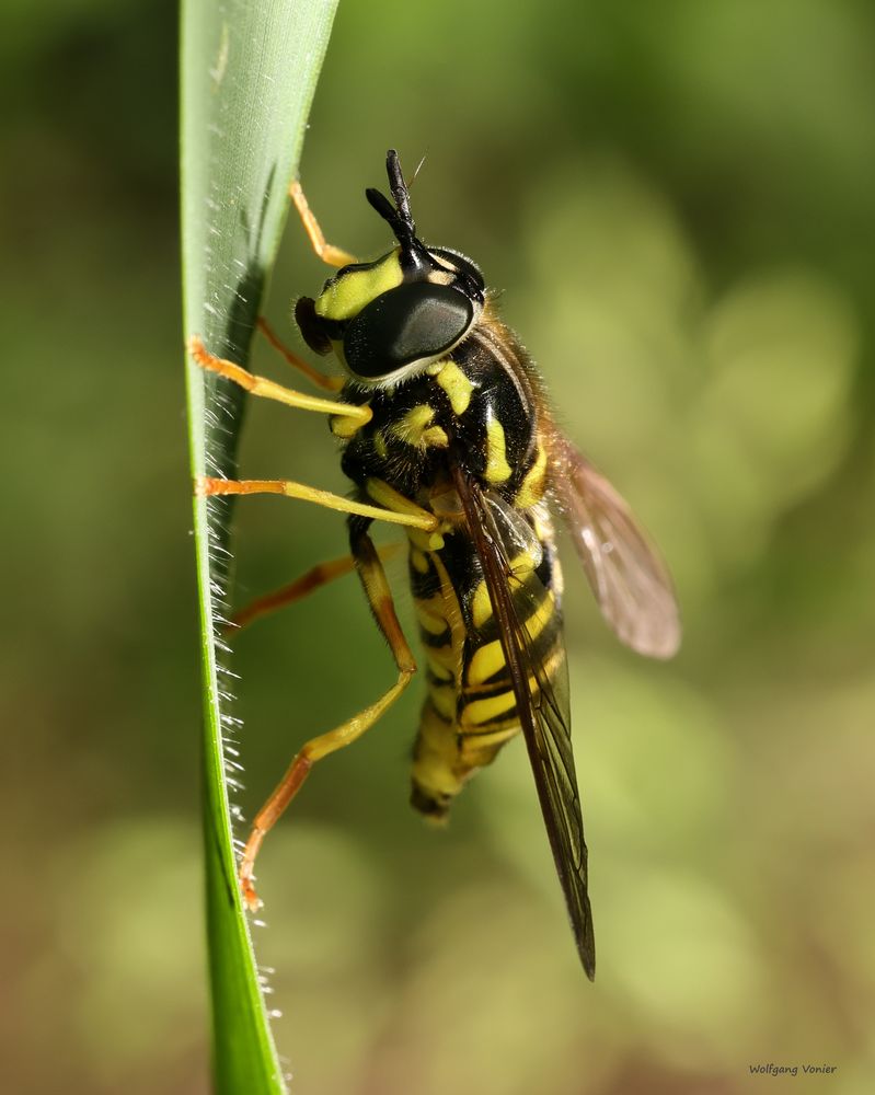 Schwebfliege Foto & Bild | nah- & makro, tiere, wildlife Bilder auf ...