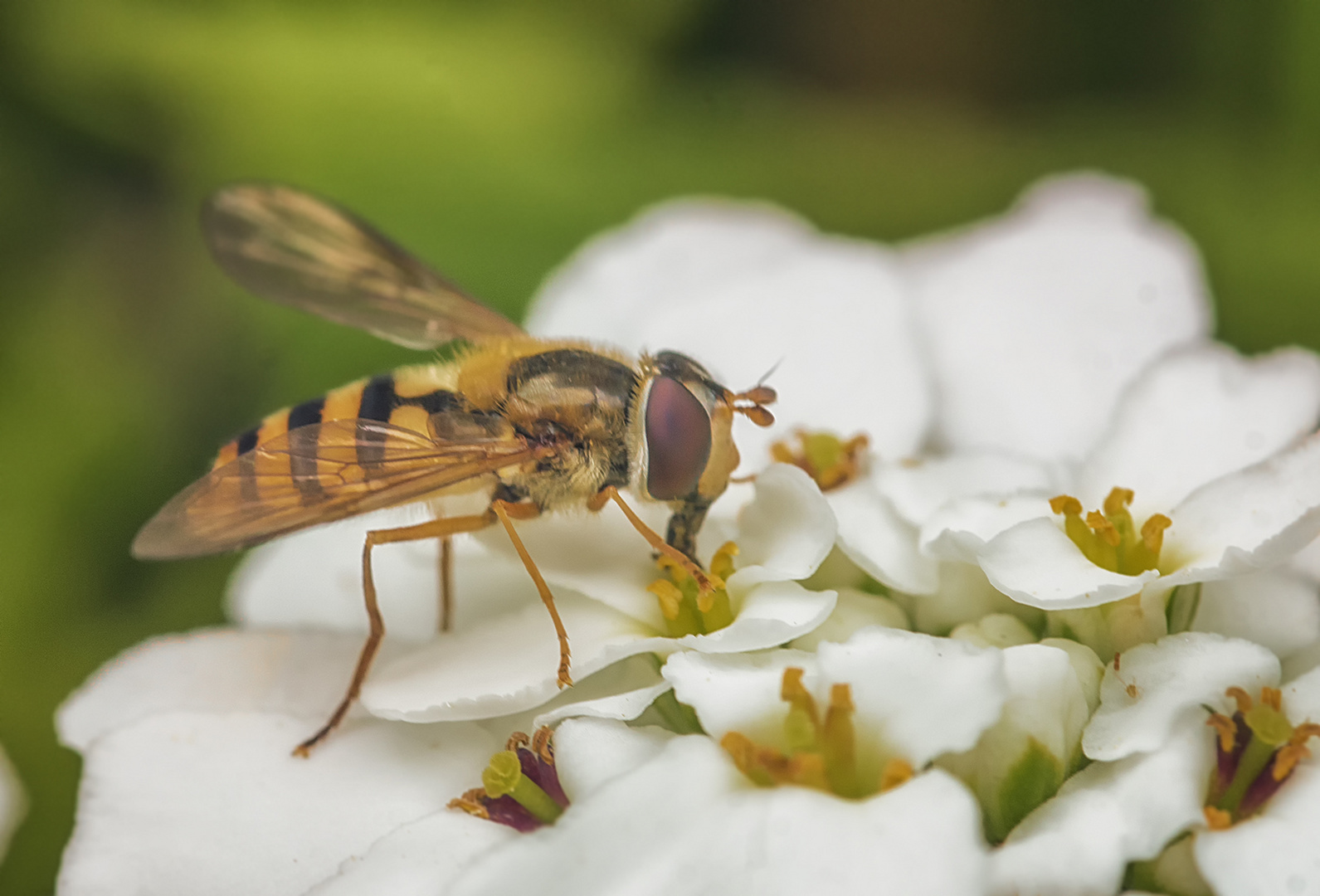 Schwebfliege Foto & Bild | tiere, wildlife, insekten Bilder auf ...