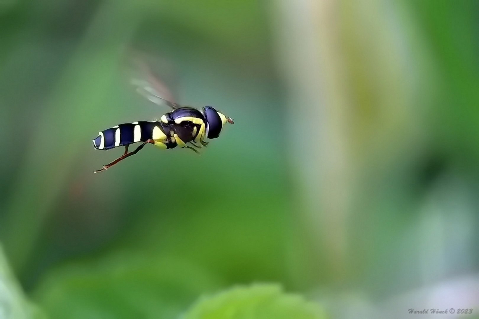 Schwebfliege.. Foto & Bild | tiere, wildlife, insekten Bilder auf ...