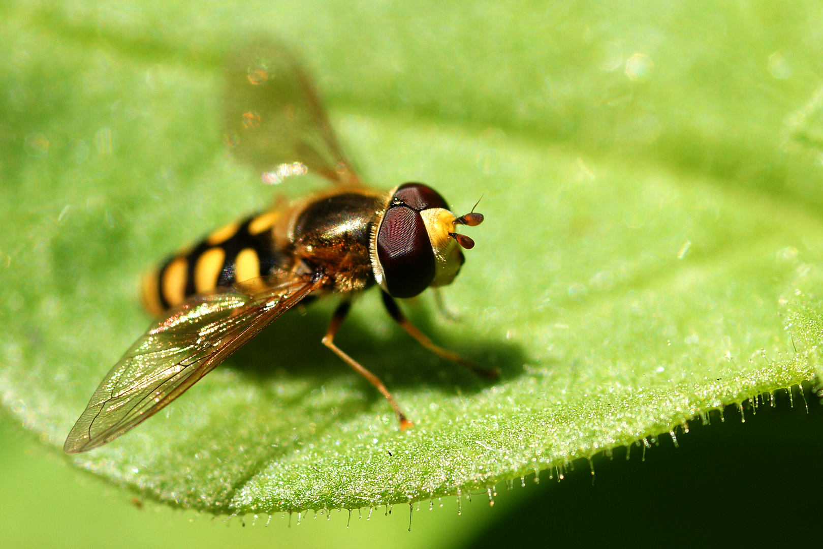 Schwebfliege Foto & Bild | tiere, wildlife, insekten Bilder auf ...