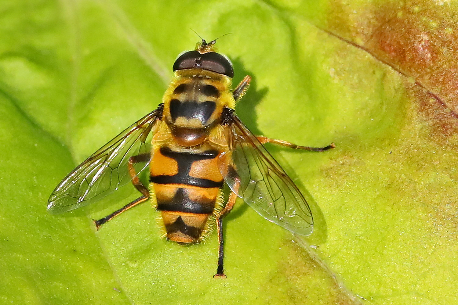 Schwebfliege Foto & Bild | schwebfliegen, makro, gelb Bilder auf ...
