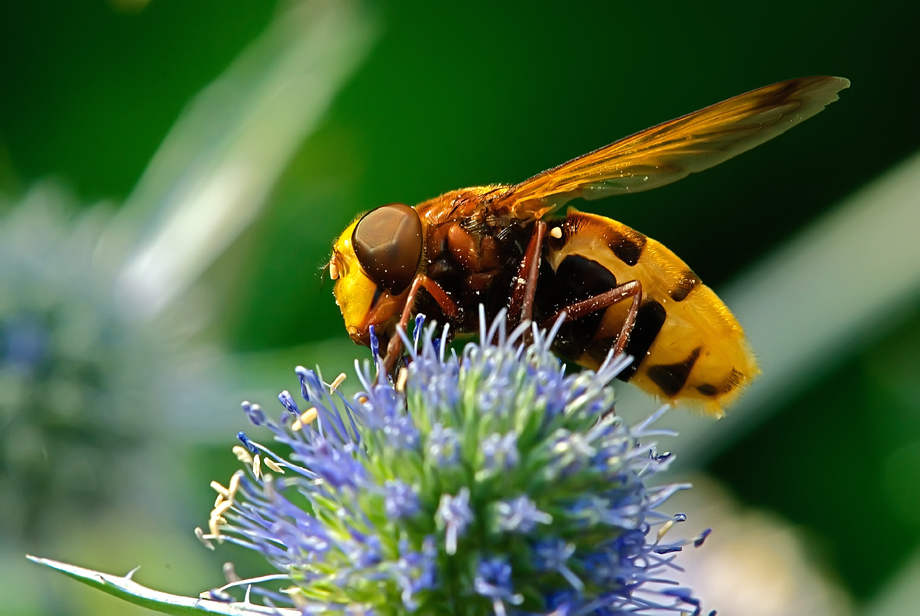 Schwebfliege Foto & Bild | tiere, wildlife, insekten Bilder auf ...
