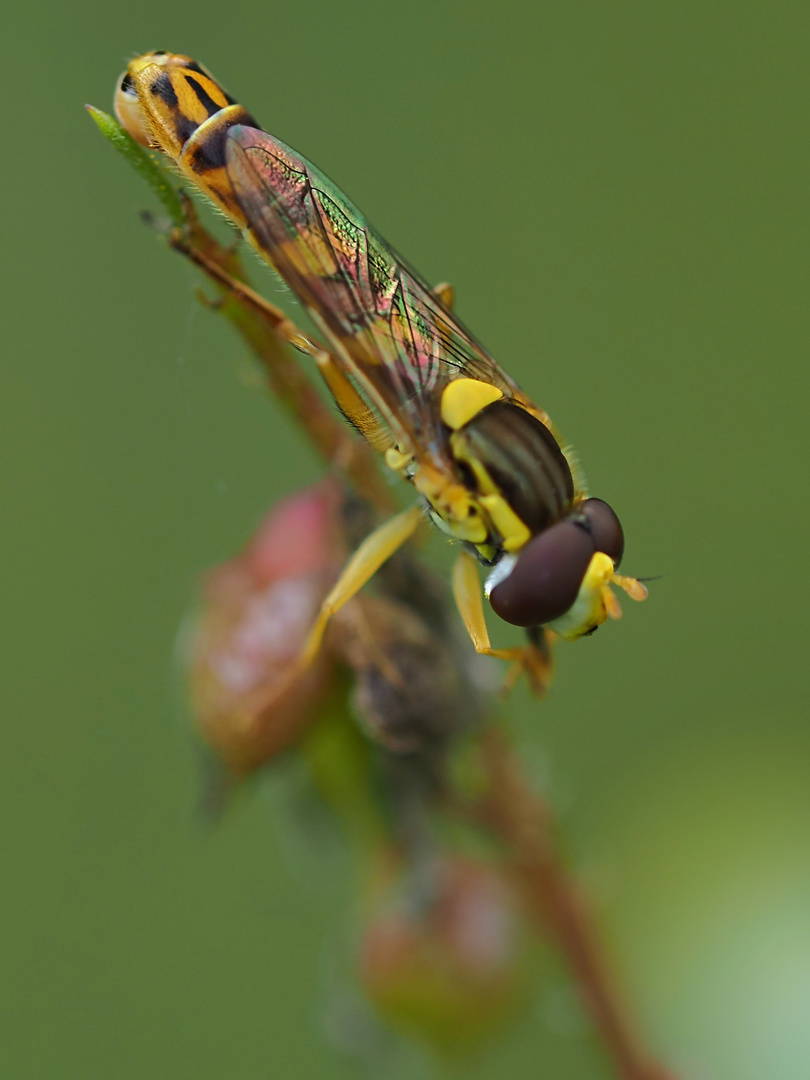 Schwebfliege Foto & Bild | tiere, wildlife, insekten Bilder auf ...