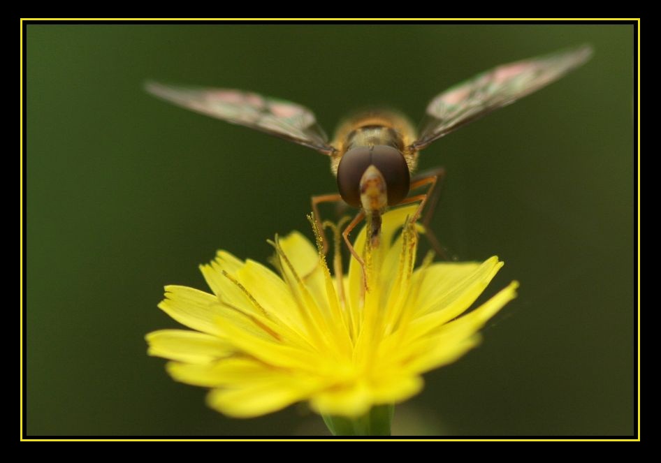 Schwebfliege Foto & Bild | insekten, natur Bilder auf fotocommunity