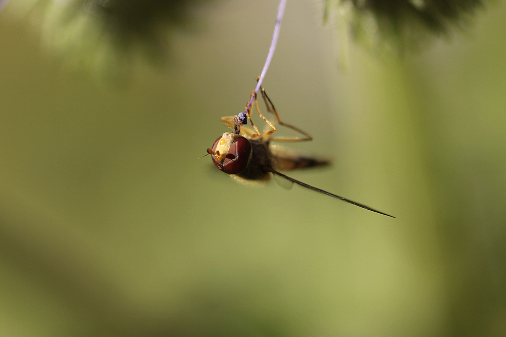___Schwebfliege___ Foto & Bild | tiere, wildlife, insekten Bilder auf ...