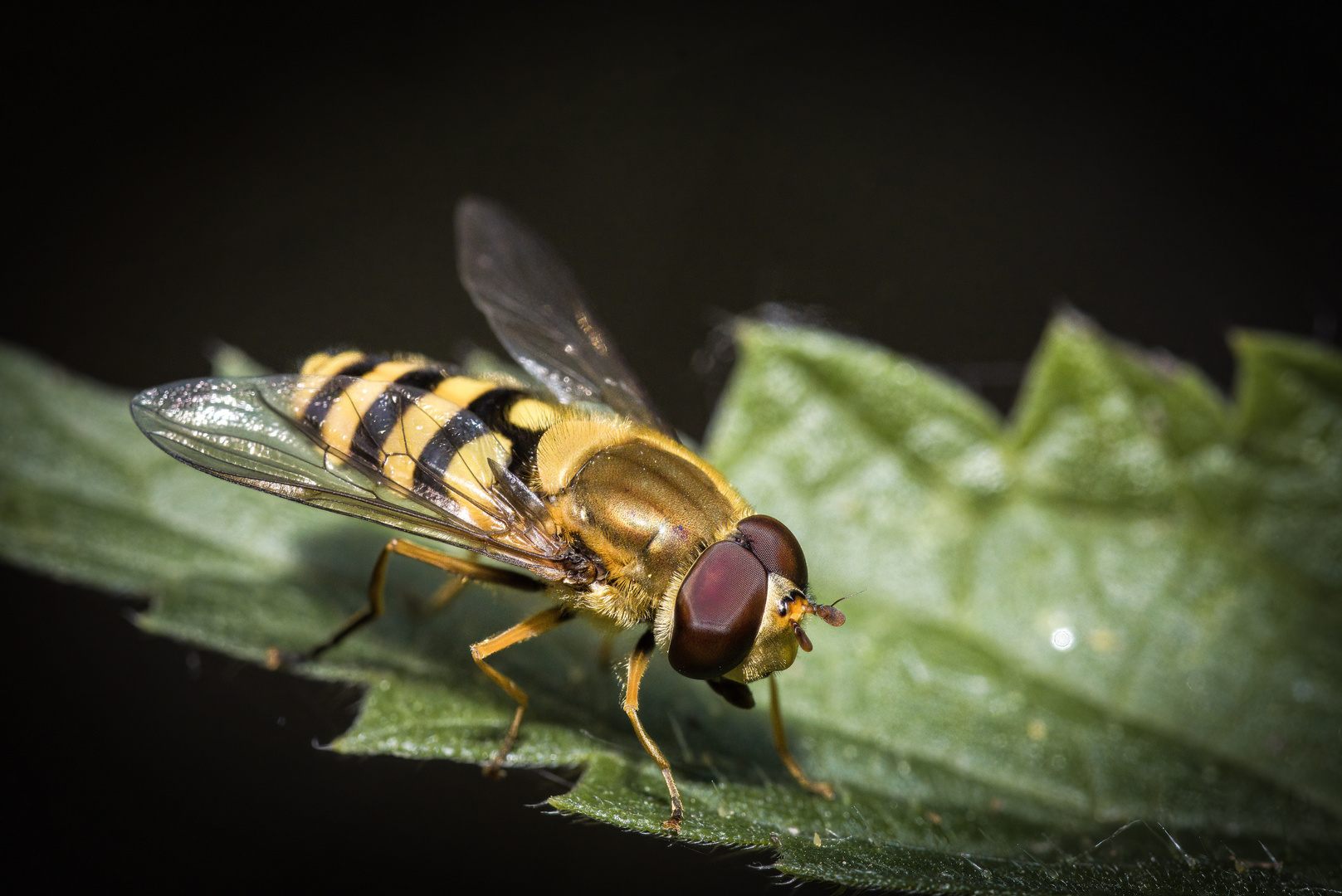 Schwebfliege Foto & Bild | tiere, wildlife, insekten Bilder auf ...