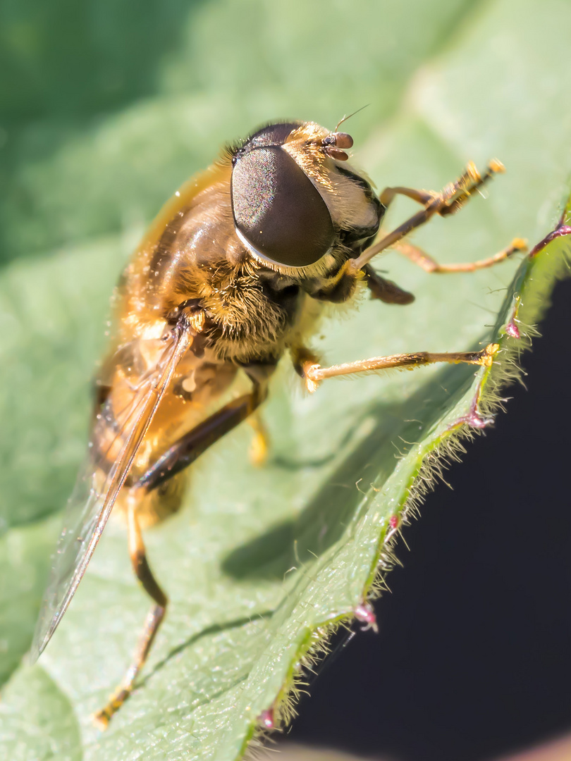 Schwebfliege Foto & Bild | tiere, wildlife, insekten Bilder auf ...