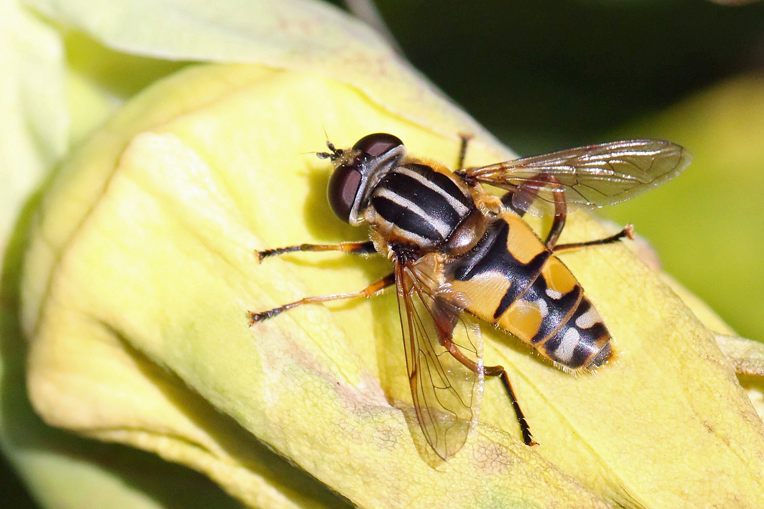 Schwebfliege Foto & Bild | schwebfliegen, fotos, makro Bilder auf ...