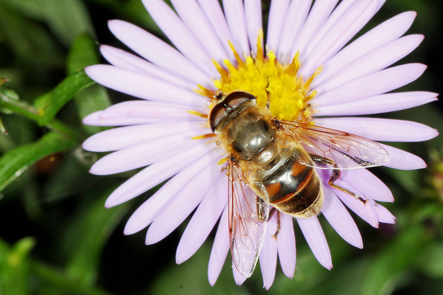 Schwebfliege Foto & Bild | schwebfliegen, fotos, makro Bilder auf ...