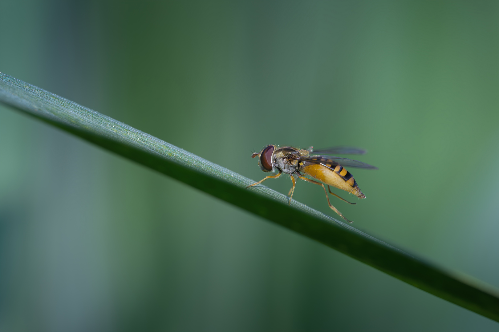 Schwebfliege Foto & Bild | tiere, wildlife, insekten Bilder auf ...