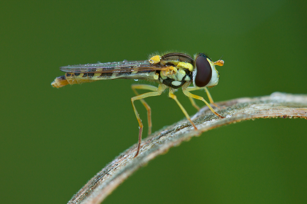 Schwebfliege Foto & Bild | tiere, wildlife, insekten Bilder auf ...