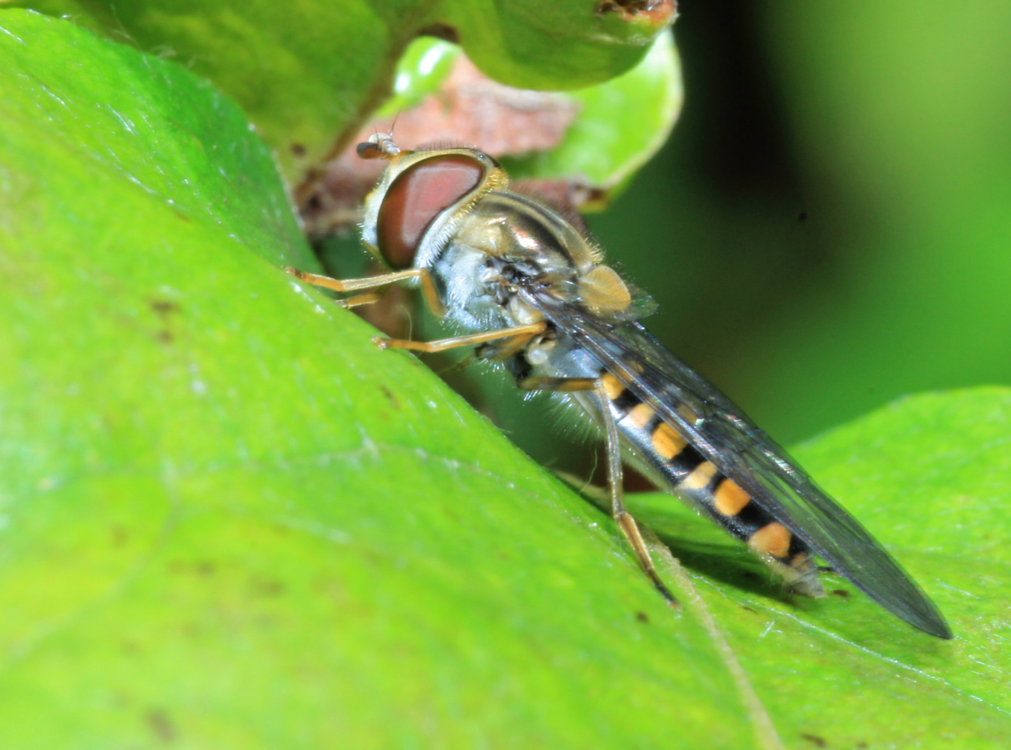 Schwebfliege Foto & Bild | tiere, wildlife, insekten Bilder auf ...