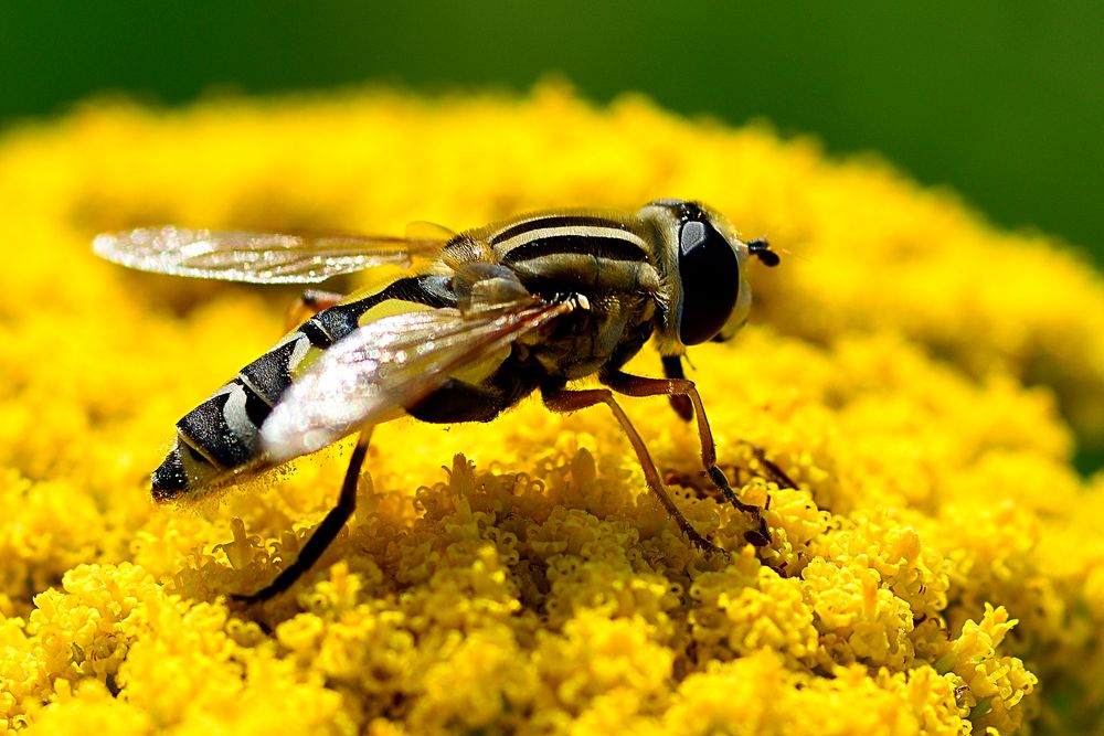 Schwebfliege II Foto & Bild | makro, natur, insekten Bilder auf ...