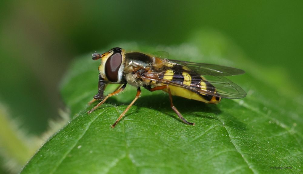 Schwebfliege mit aktiver Znge Foto & Bild | nah- & makro, tiere ...