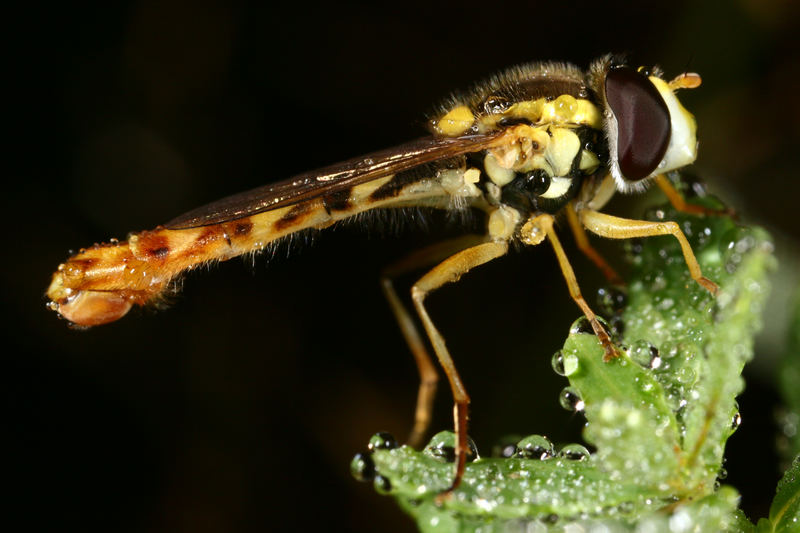 Schwebfliege (Sphaerophoria scripta) Foto & Bild | tiere, wildlife ...