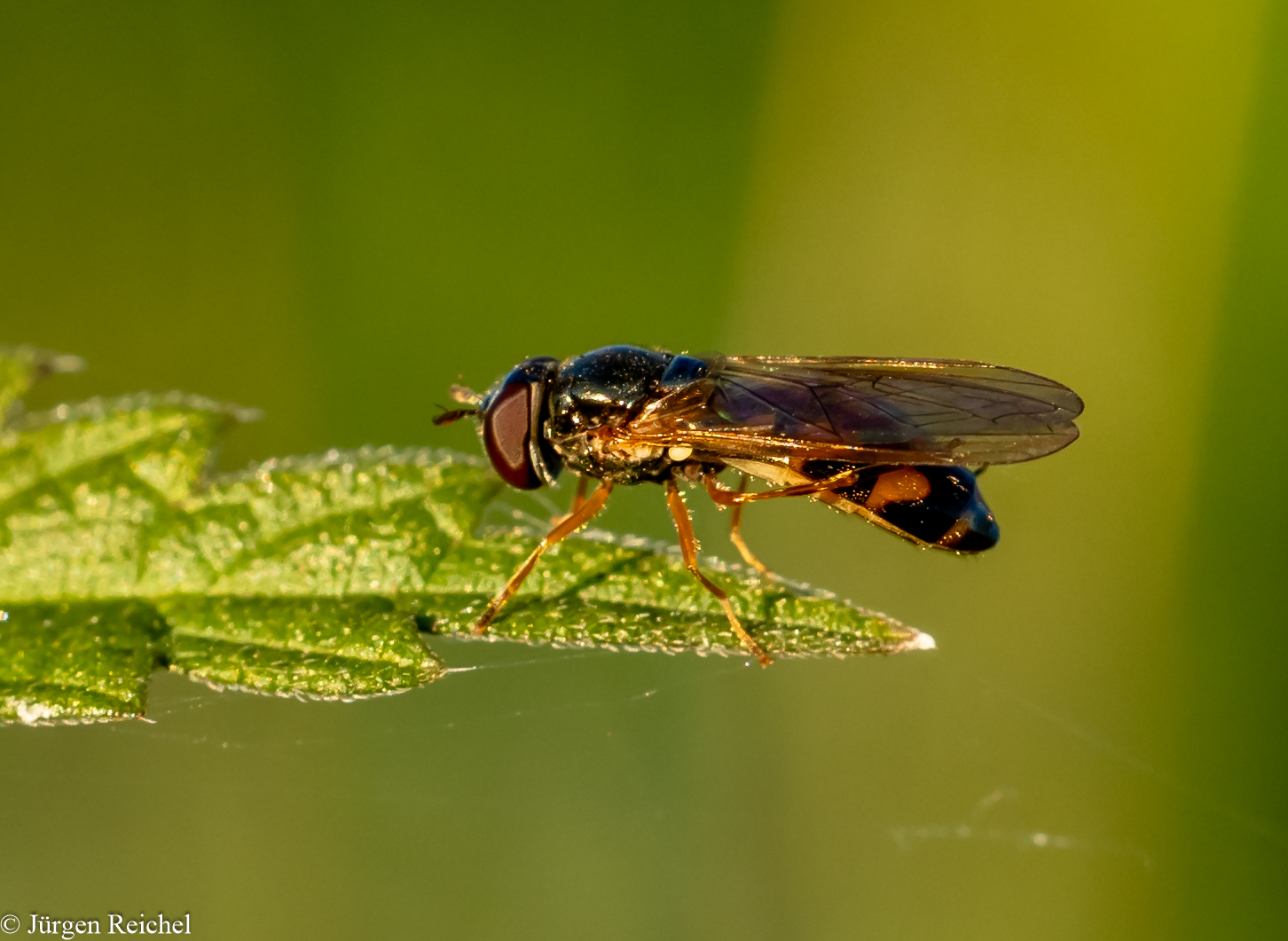 Schwebfliege ( Syrphidae indet.) Foto & Bild | tiere, wildlife ...