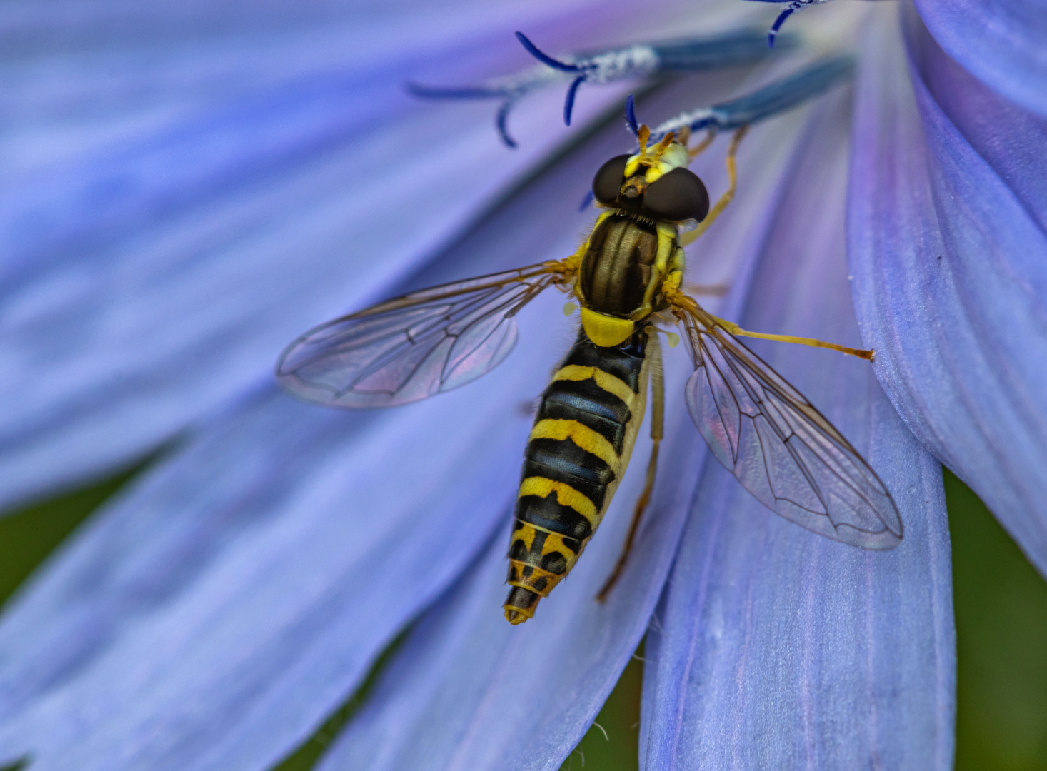 Schwebfliegen Foto & Bild | tiere, wildlife, insekten Bilder auf ...