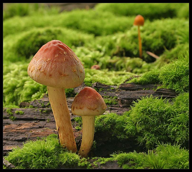 Schwefelköpfe im Moos Foto & Bild | pflanzen, pilze & flechten, pilze & flechten, pilze Bilder ...