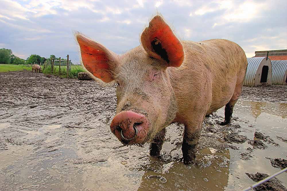 Schwein der Woche Foto & Bild | tiere, haustiere, nutztiere Bilder auf ...