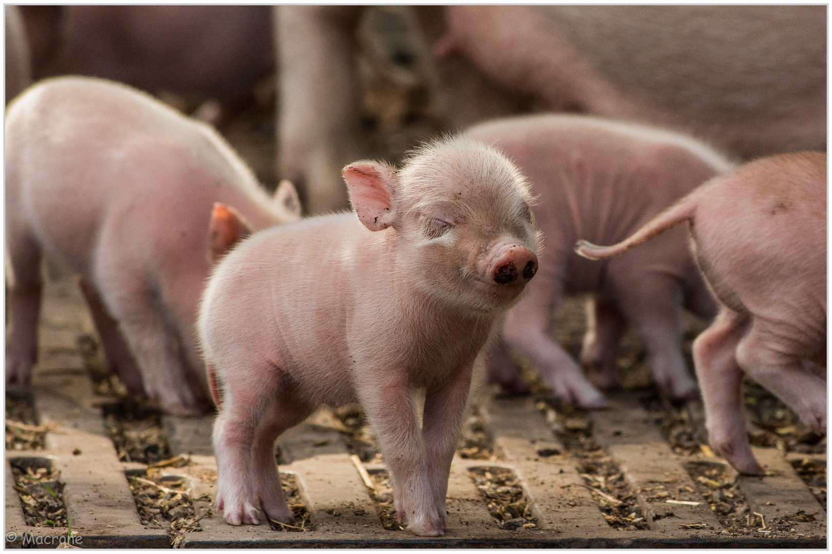 Schweinerei Foto & Bild | tiere, zoo, wildpark & falknerei, säugetiere ...