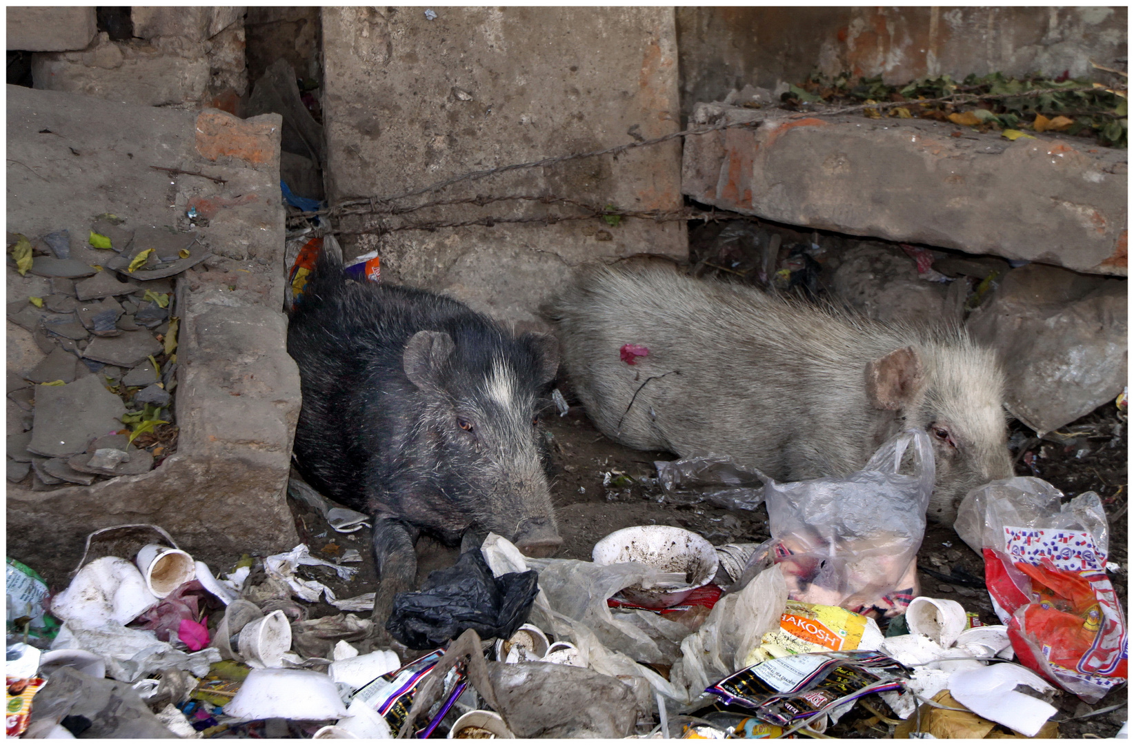 Schweinerei Foto & Bild | tiere und pflanzen, fotos, city Bilder auf ...