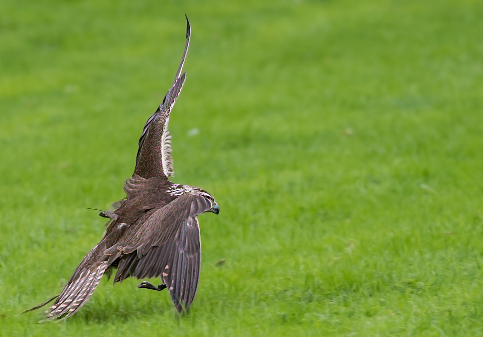 Schwer zu erwischen ...... Foto & Bild | tiere, zoo, wildpark ...