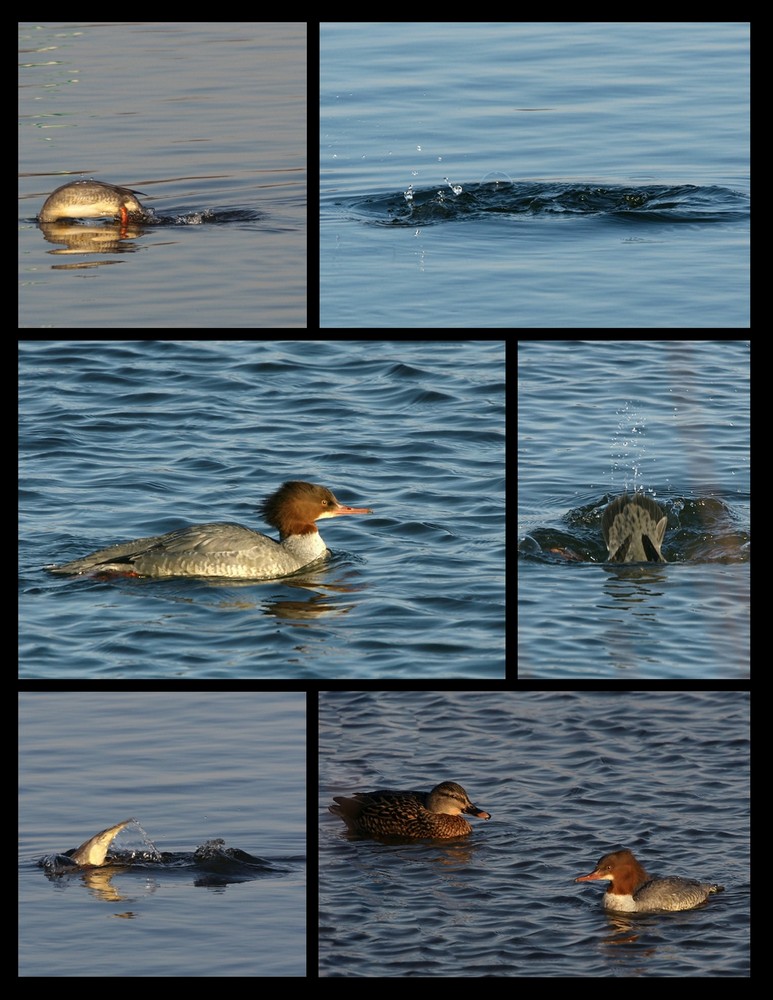 Schwer zu erwischen... Foto & Bild | tiere, wildlife, wild lebende ...