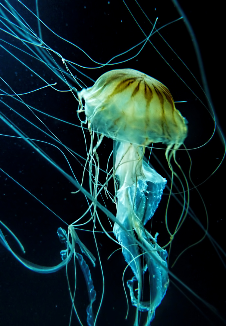 Schwerelos Foto & Bild | tiere, zoo, wildpark & falknerei, zoo:quallen ...