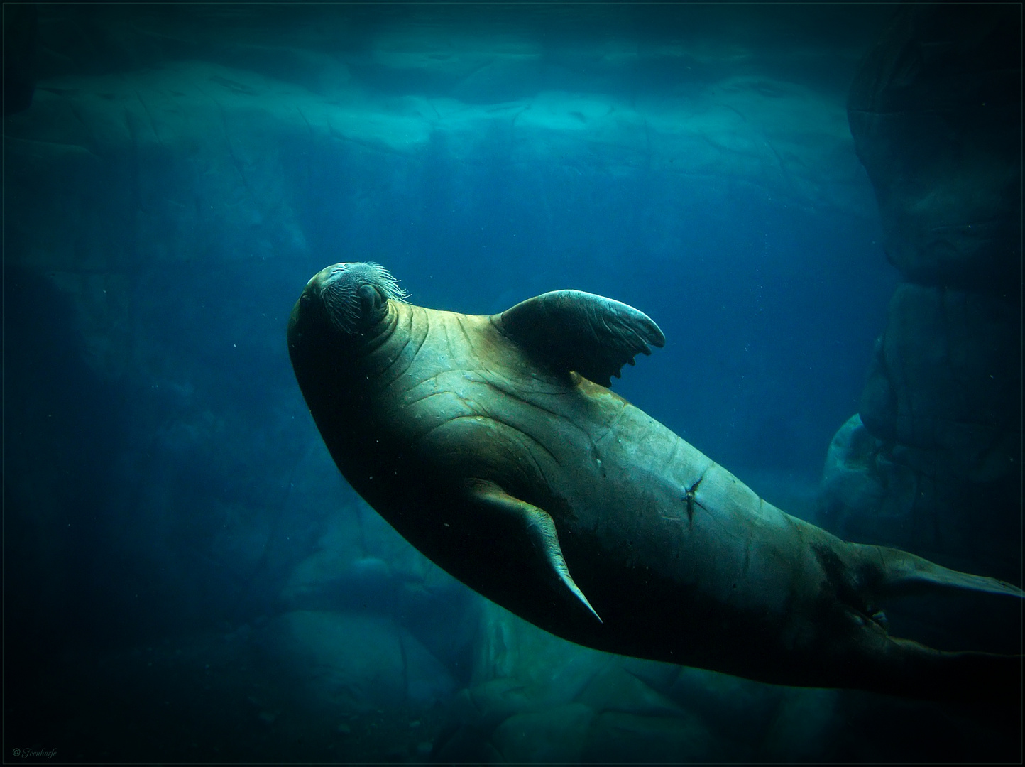 Schwerelos Foto & Bild | tiere, zoo, wildpark & falknerei, säugetiere ...