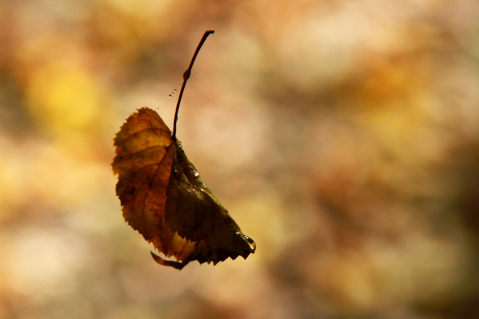 Schwerelos... Foto & Bild | jahreszeiten, herbst, natur Bilder auf ...