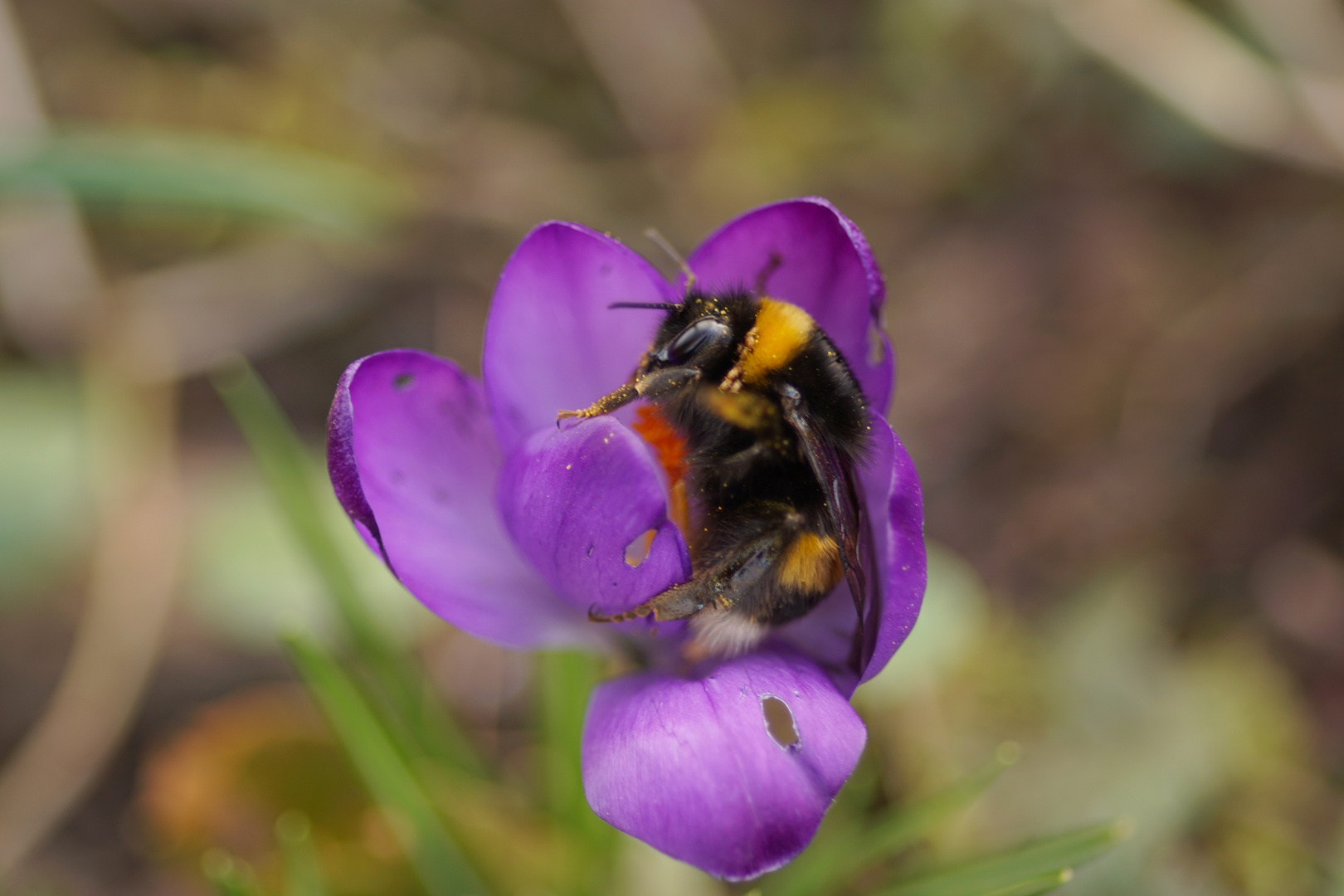 Schwergewicht Foto & Bild | frühling, natur, krokus Bilder auf ...