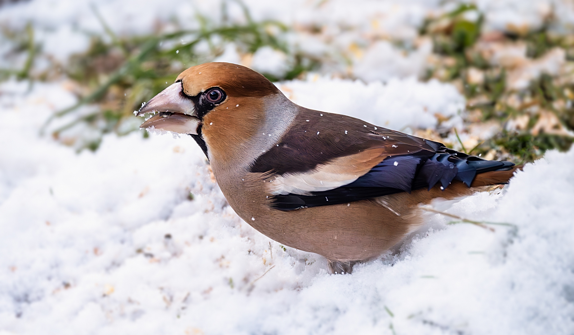 Schwierige Futtersuche Foto & Bild | tiere, wildlife, wild lebende ...