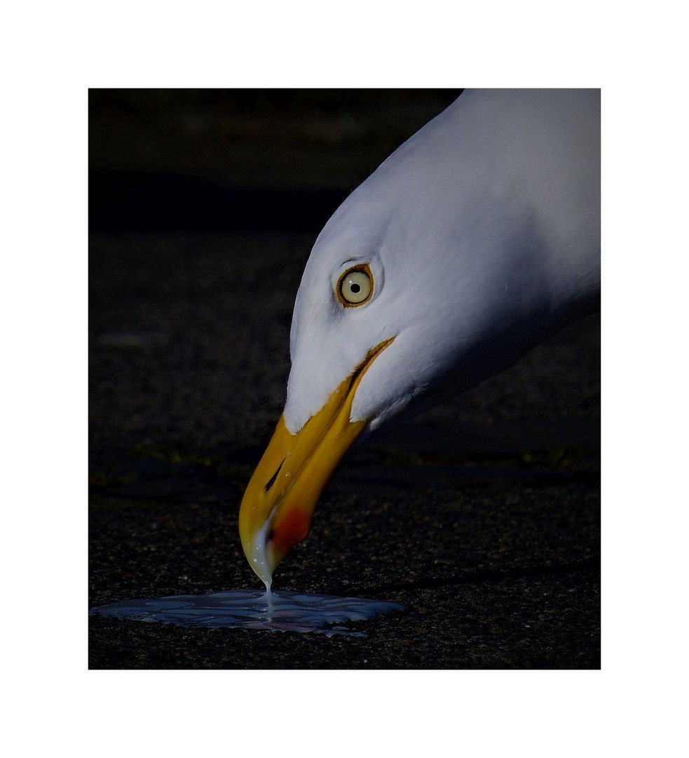 Schwieriges Unterfangen Foto & Bild | tiere, wildlife, wild lebende ...