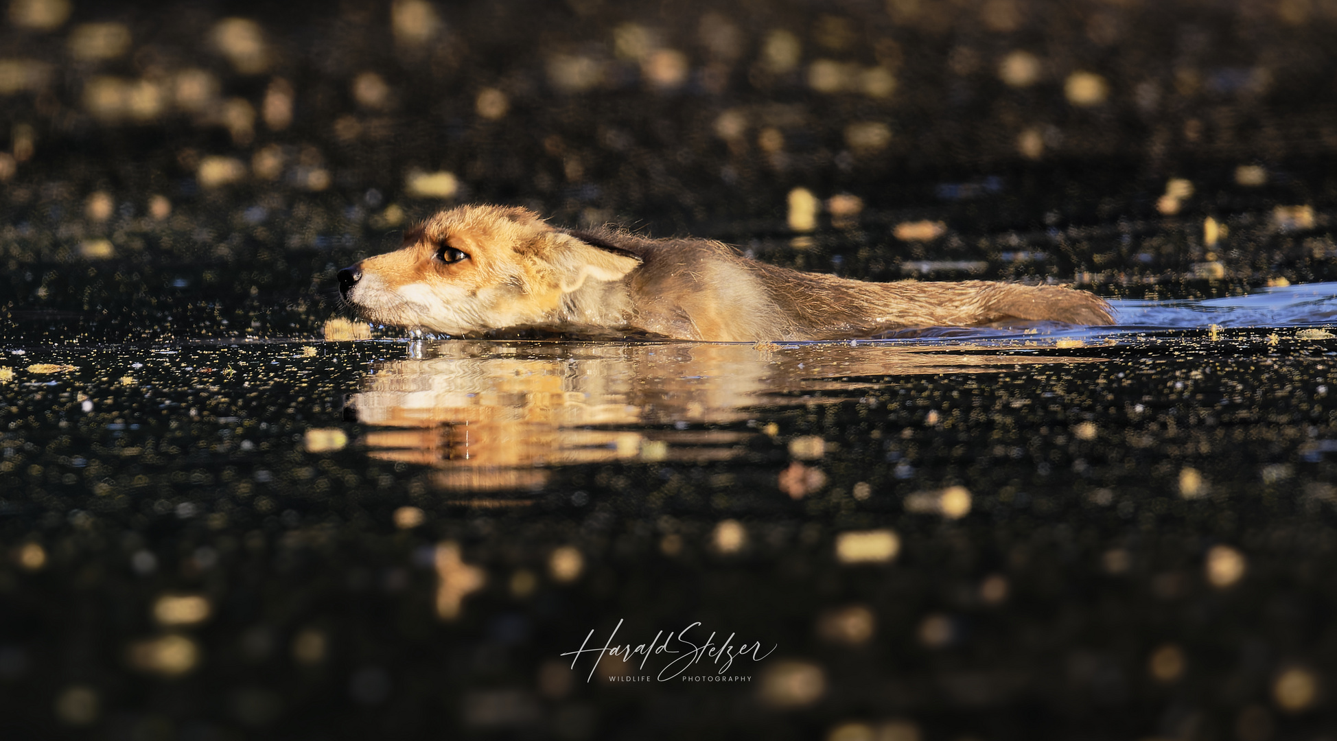 Schwimmender Fuchs im Klimt Stil Foto & Bild | fotos, morgenstimmung ...