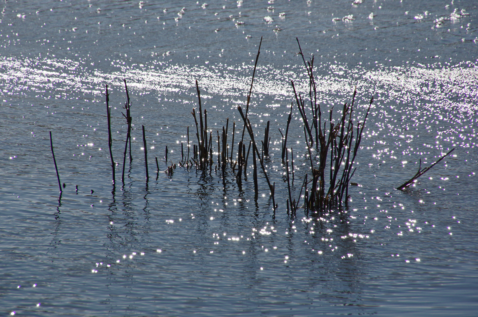 Scintillement photo et image | nature Images fotocommunity