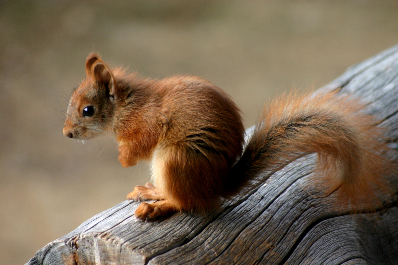 sciurus vulgaris Foto & Bild | tiere, wildlife, säugetiere Bilder auf ...