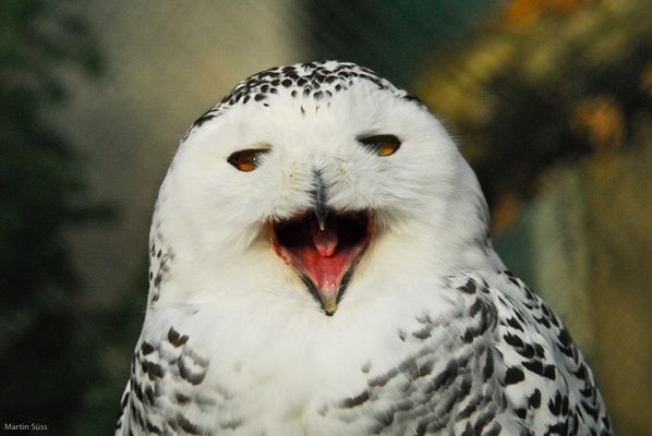 Martin Süss - Fotos & Bilder - Fotograf aus Biel/Bienne, Schweiz ...