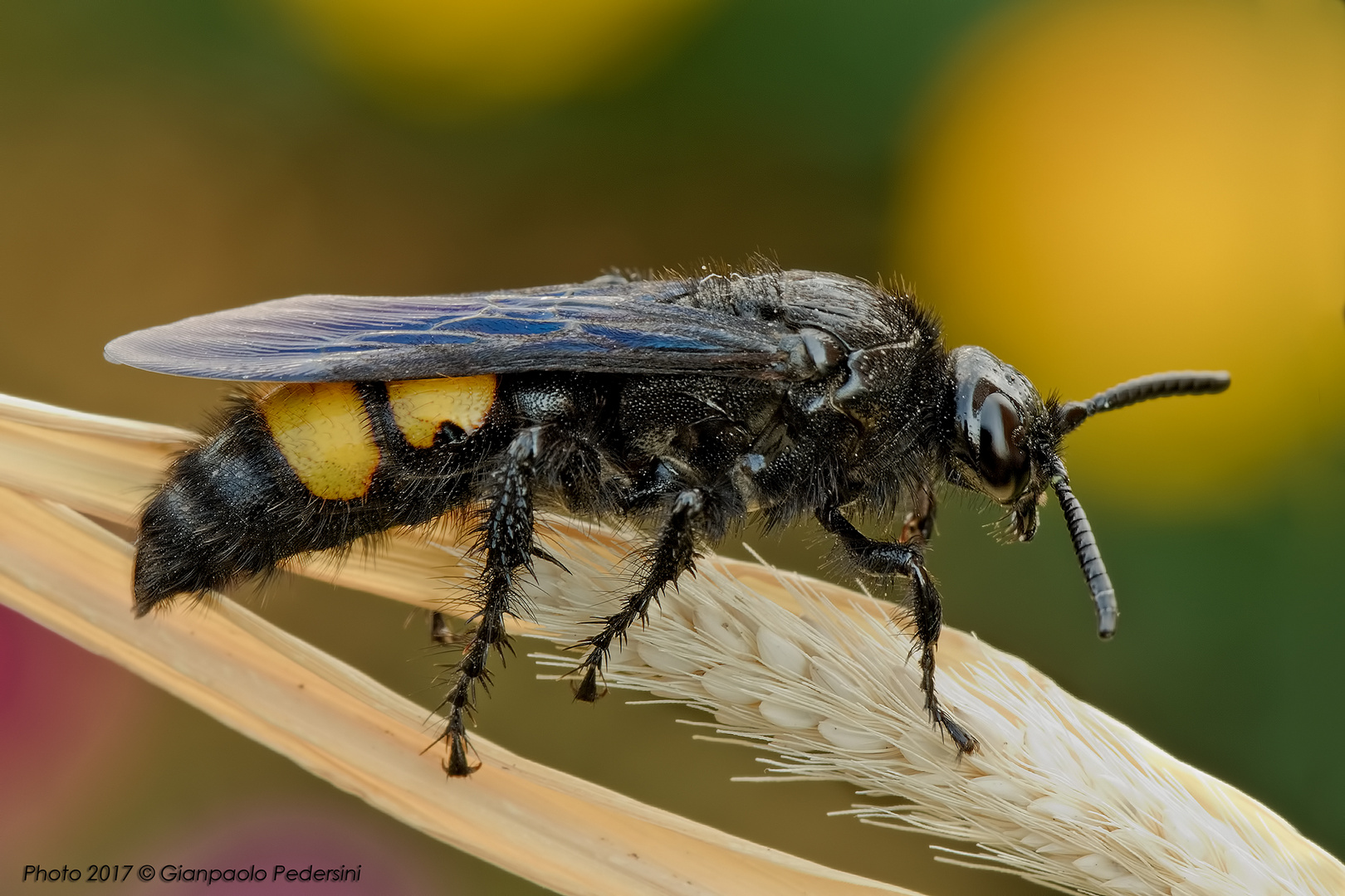 Scolia hirta (femmina) Foto % Immagini| natur, macro, bokeh Foto su ...