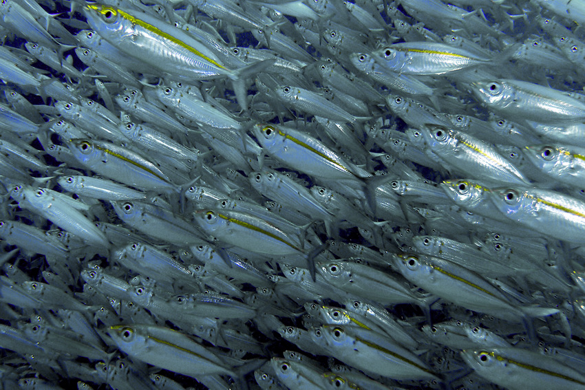 *Scomber-Mix* Foto & Bild | unterwasser, uw-salzwasser, natur-kreativ ...