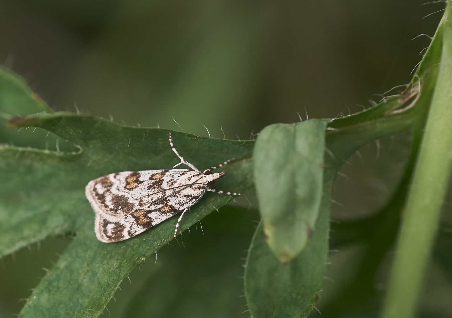 Scoparia pyralella Foto & Bild | natur, schmetterling, insekten Bilder ...
