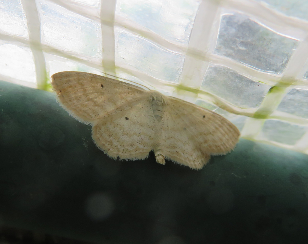 Scopula floslacatar oder Scopula subpunctaria ? Foto & Bild | natur ...
