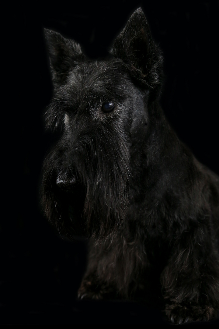 Scotch Terrier Foto & Bild | tiere, haustiere, hunde Bilder auf ...
