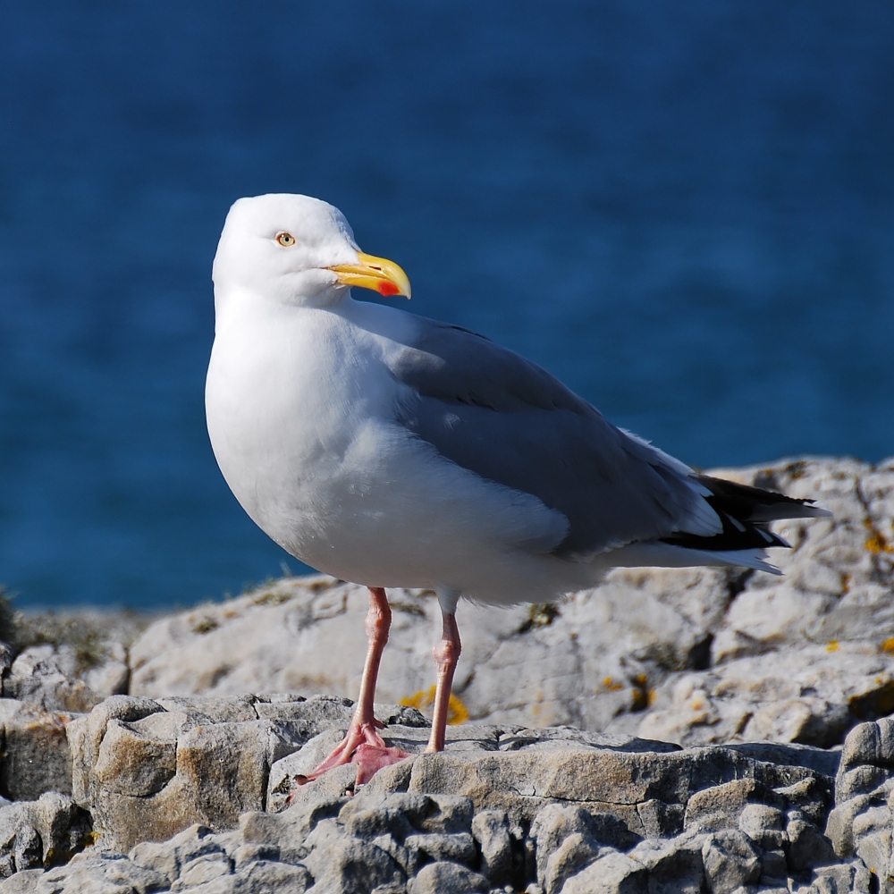 Scottish Native Foto & Bild | europe, united kingdom & ireland ...