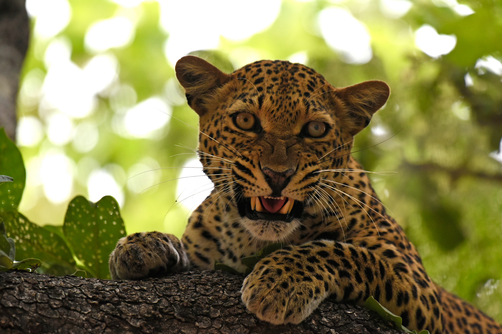 Scowl Foto & Bild | africa, southern africa, tiere Bilder auf fotocommunity